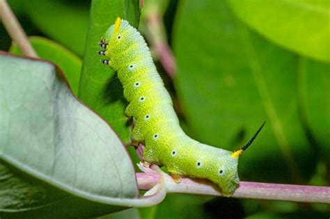 Hummingbird Clearwing Moth Caterpillar Hemaris Thysbe Wikipedia
