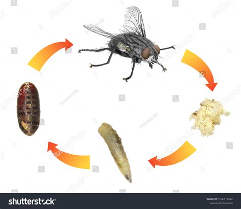 Life Cycle Of Housefly