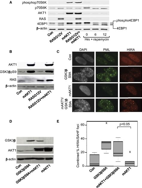 Figure 4 From Activation Of The Pik3caakt Pathway Suppresses