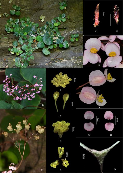 A New Section Begonia Sect Flocciferae Sect Nov And Two New