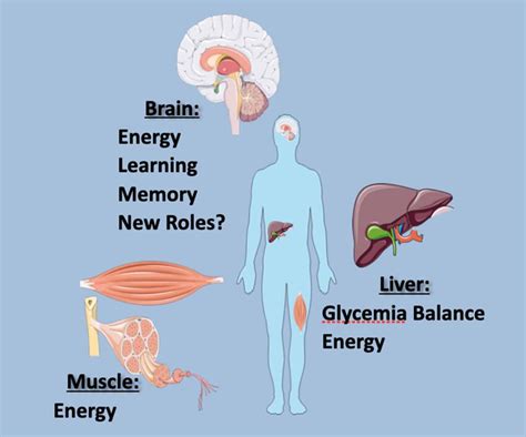 Canonical Expression Of Glycogen Phosphorylase And Its Function