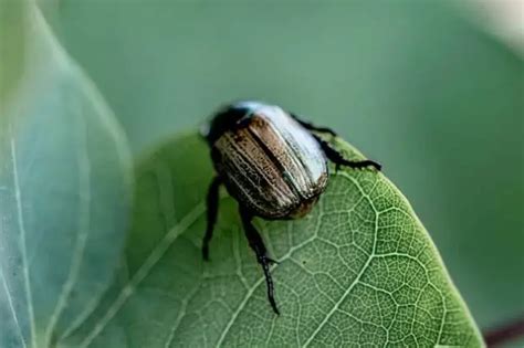 National Pollinator Week Applauding Natures Busy Workers