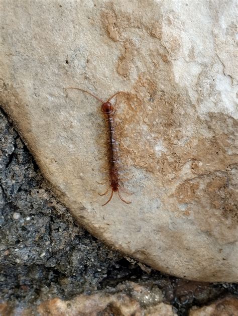 Taş çiyanları Lithobius Forficatus Evrim Ağacı