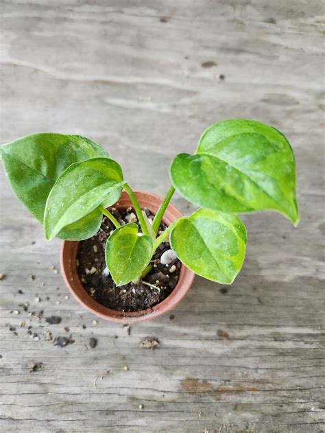 Emerald Pothos Blackwood Botanical
