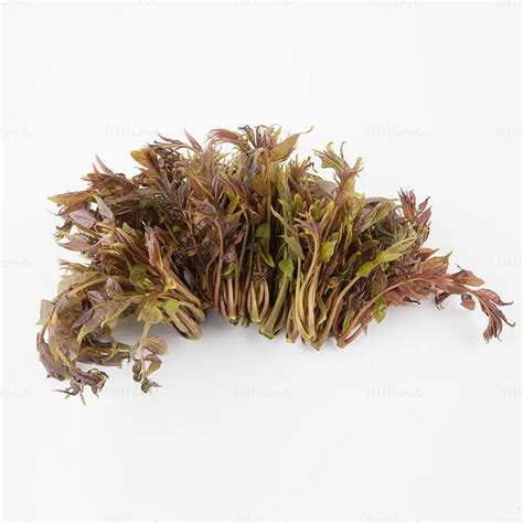 Toona Sinensis Image