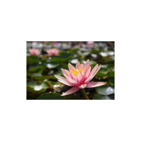 Nymphaea Little Sue Nénuphar Rustique Couleur Cuivre