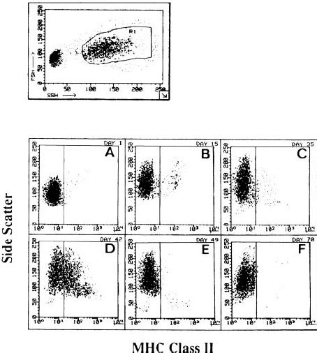 Transient Activation Of Polymorphonuclear Leukocytes By Gm Csf Mhc