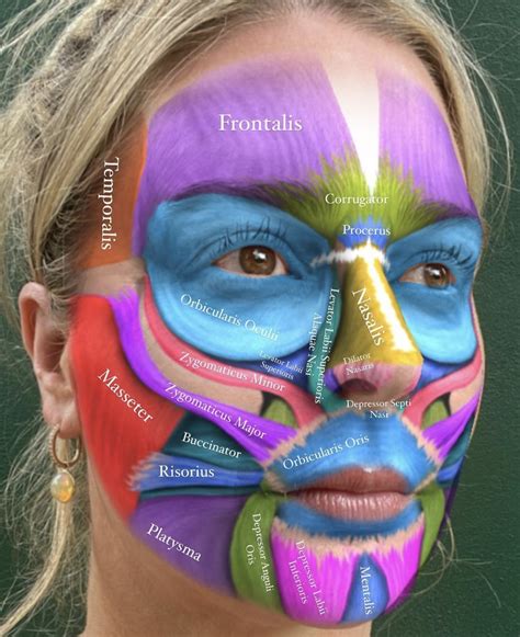 Pin By Rebeca Ravelo On Face Injections Skin Anatomy Dental Hygiene School Medical Anatomy