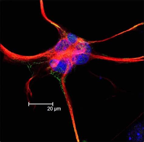 Overlooked Cells Hold Keys To Brain Organization And Disease Neuroscience News