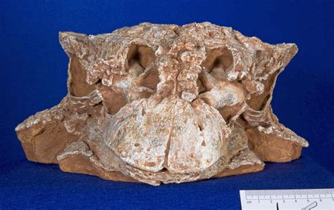 Witmerlab Dinosaur Skull Collection Pinacosaurus