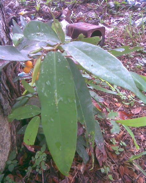 Warisan Etnobotani Larak