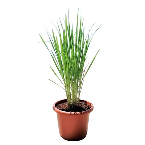 Buy Lemongrass Online Dubai Fresh Citronella Culinary And Garden Use