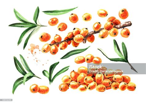 바다 갈매 나무 속 신선한 잘 익은 열매와 잎 세트 흰색 배경에 고립 된 손으로 그린 수채화 그림 0명에 대한 스톡 벡터 아트 및 기타 이미지 Istock