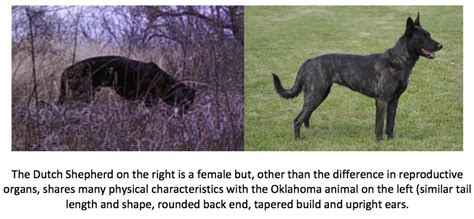 Texas Cryptid Hunter The Oklahoma Black Panther Photo Examined
