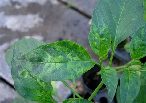 Tmv Tobacco Mosaic Virus Diagram Structure Life Cycle