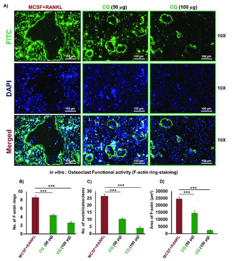 Cq Inhibits The Functional Activity Of Osteoclasts A Download