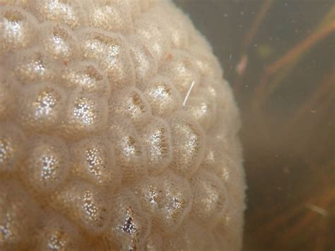 232 Bryozoans Cable Natural History Museum