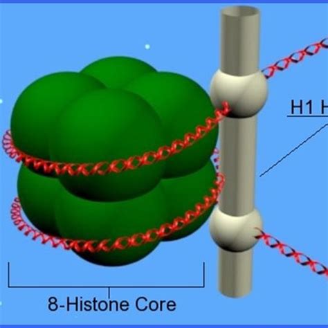Summary Of The Germline Mtdna Bottleneck The Germline Mtdna Bottleneck