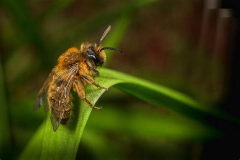 10 Most Common Bees In Oregon 2023 Guide The Gardening Dad