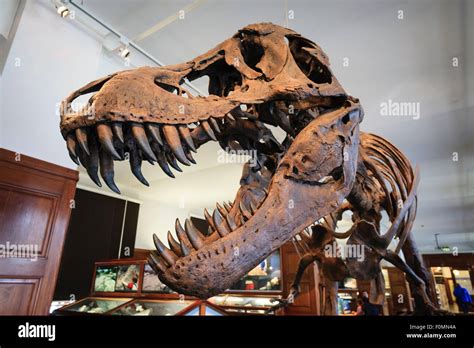 Tyrannosaurus Genus