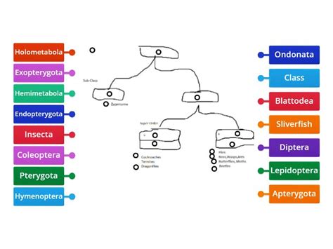Insect Phylogeny Labelled Diagram