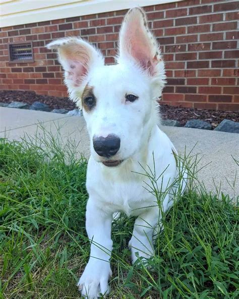 19 Adorable Bull Terrier Mixes Youll Love With Pictures