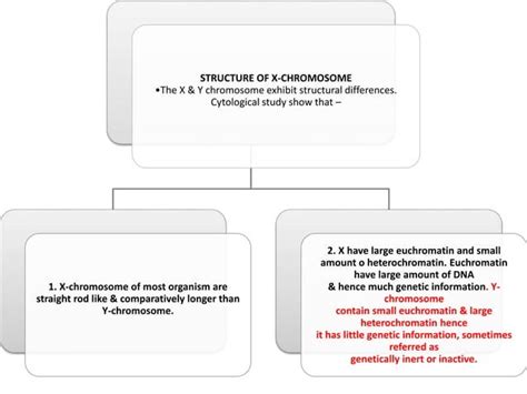 Sex Determination Ppt