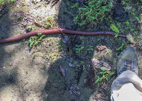 Giant South African Earthworm Mouth