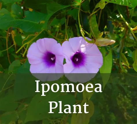 The Complete Guide To Ipomoea Plant Care And Maintenance