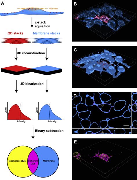 Spinning Disk Confocal Microscopy And Single Qd Localization To Analyze Download Scientific