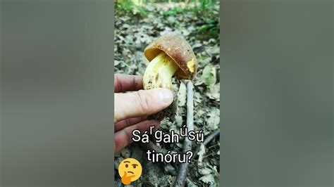 Tinóru De Milyen Youtube