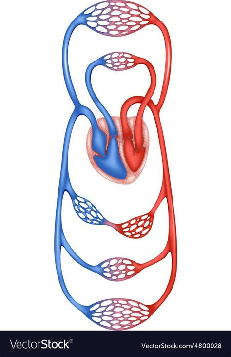Circulation Vector Image On Vectorstock In 2025 Vector Free Vector Circulation