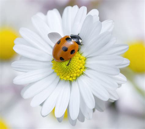 Plagas De Jardín Desarrollan Un Repelente Natural Con El Olor De Las