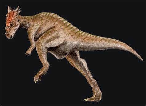 Dracorex Hogwartsia Primeval Dracorex Dinosaur Here Comes The Dragon