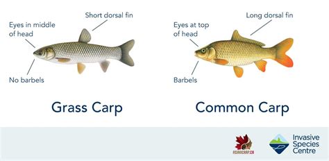 The Threat Of Grass Carp An Invasive Species Shelovestofish Ashley Rae