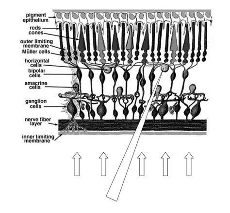 Intracellular Recording From Horizontal Cells Download Scientific
