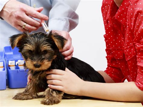 子犬のワクチン接種について！種類や値段、気をつける病気 わんちゃんホンポ