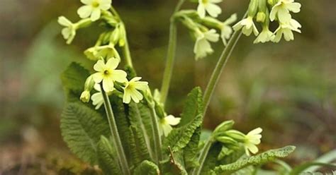 Visoki Jeglič Notranjski Park Sl