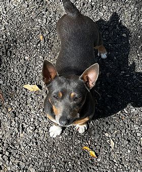 Rat Terrier Colors And Markings Mccarty Rat Terriers