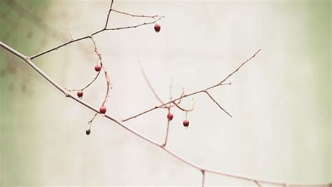 Povodom Presude U Predmetu Stanišić I Simatović Fond Za Humanitarno Pravo Peščanik