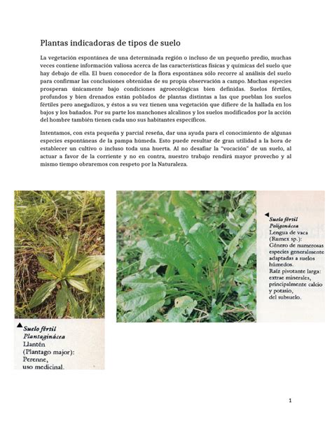 Plantas Indicadoras De Suelos Fértiles Pdf