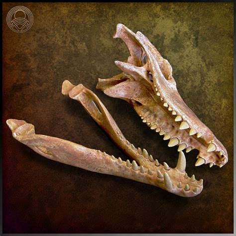 💀 Land Croc Barinasuchus Skull・ 3d File For 3d Printing・cults