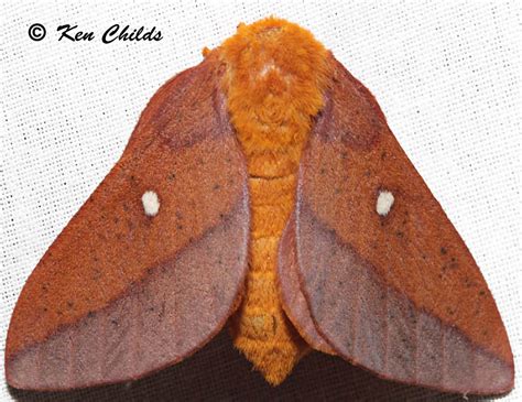 Pink Striped Oakworm Moth Anisota Virginiensis Drury 1773