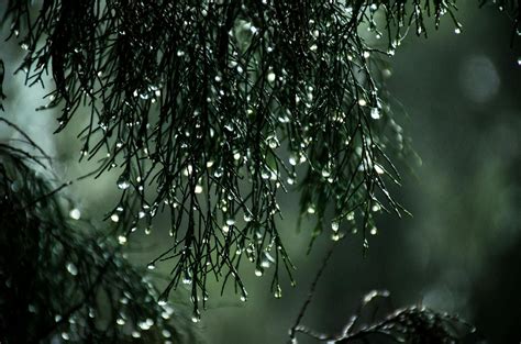 Rain Photography Guide Capturing The Beauty Of Rain Ambient Rain