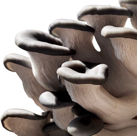 Mycelium A Mushrooms Root Network Which Is Found In Soil And Other