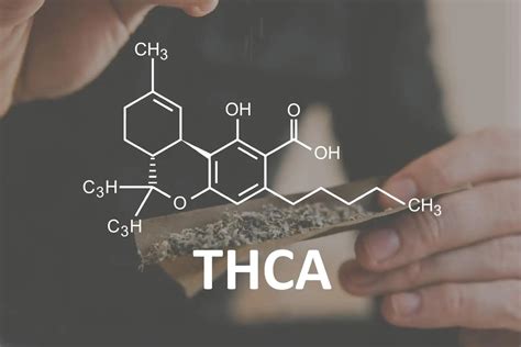 Thca Vs Thc Ultimate Guide And Effects