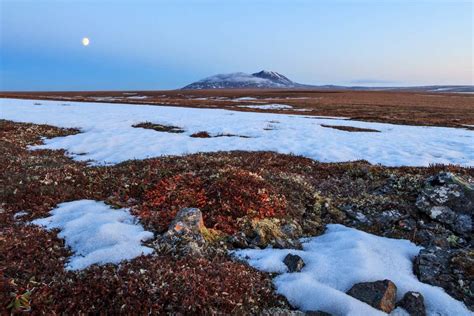 Arctic Tundra Is Now A Source Not A Sink Of Carbon Emissions New