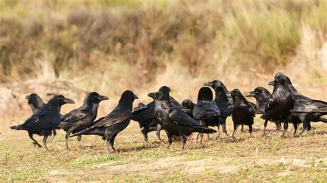 Crow Funeral When A Crow Dies Why Do Other Crows Come For This Death