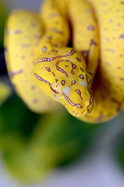 Yellow Tree Python