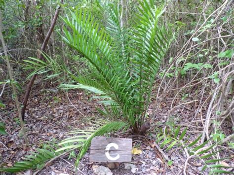 Zamia Integrifolia Useful Tropical Plants